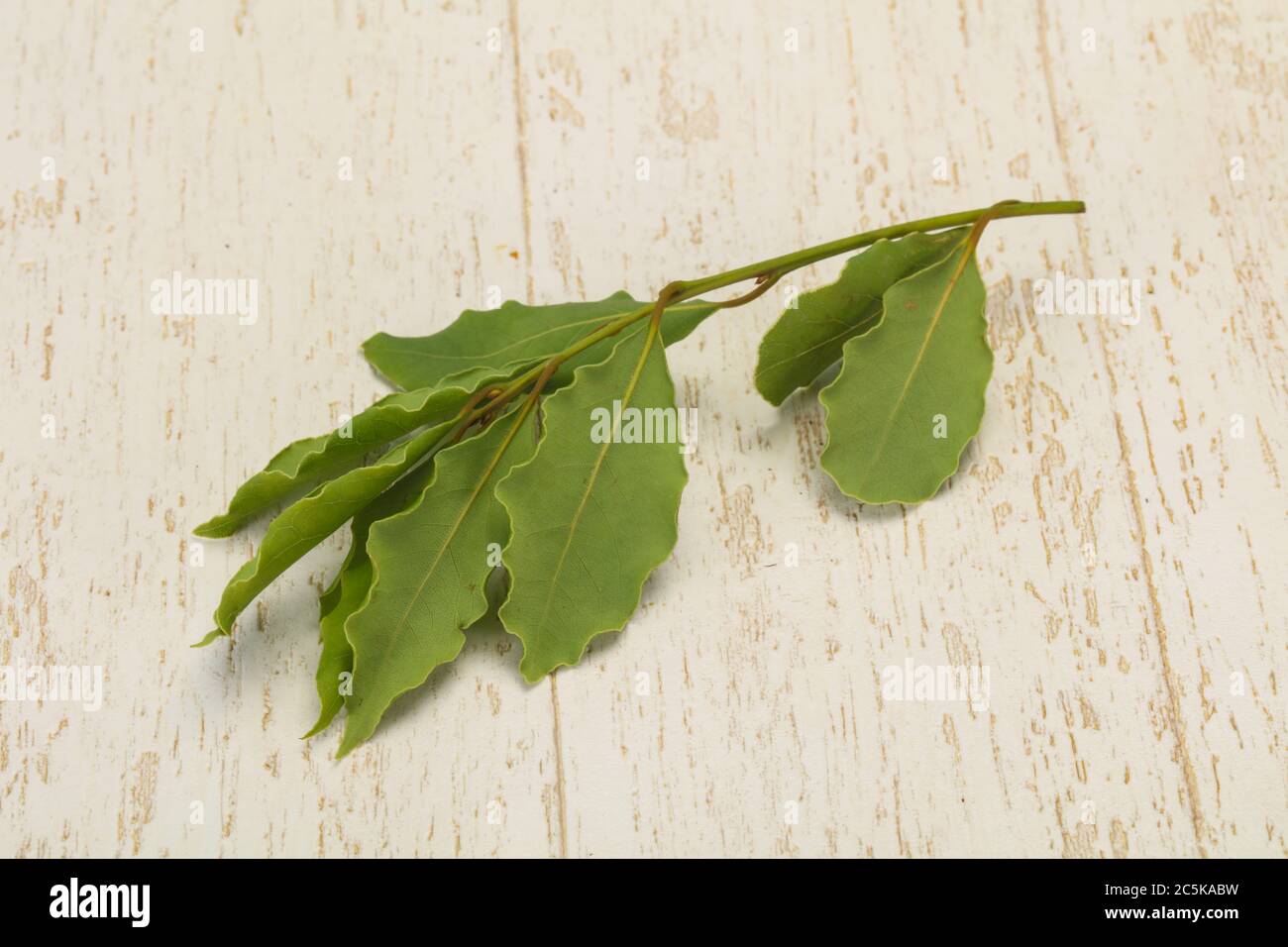 Green laurel leaves on the branch - for cooking Stock Photo - Alamy