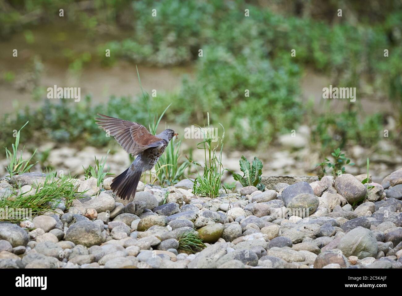 Fieldfare in flight with worms in his beak (Turdus pilaris Stock Photo ...