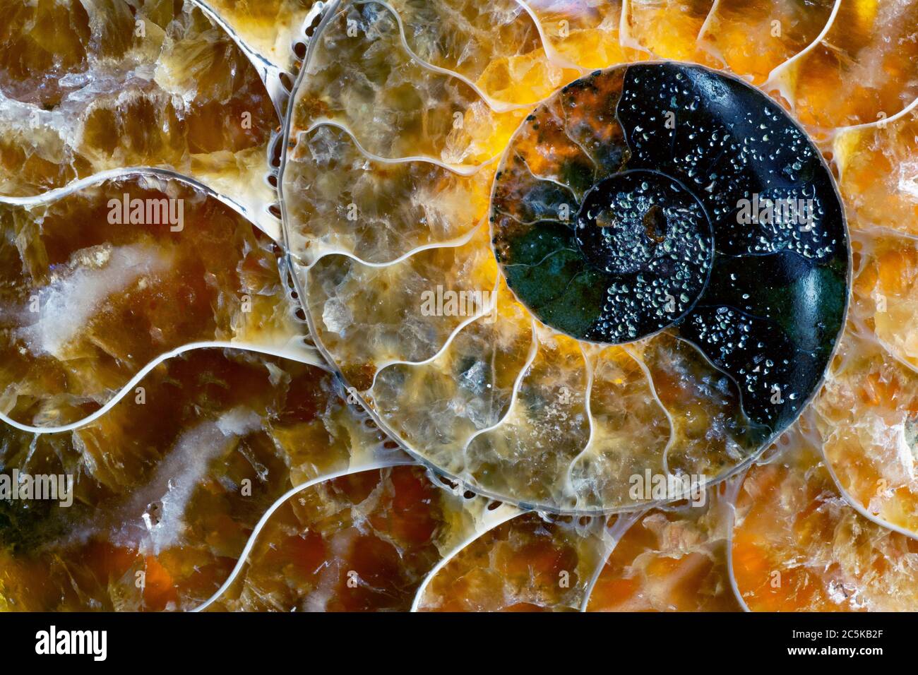 Colorful macro photo of a coiled orange ammonite fossil. I used special ...