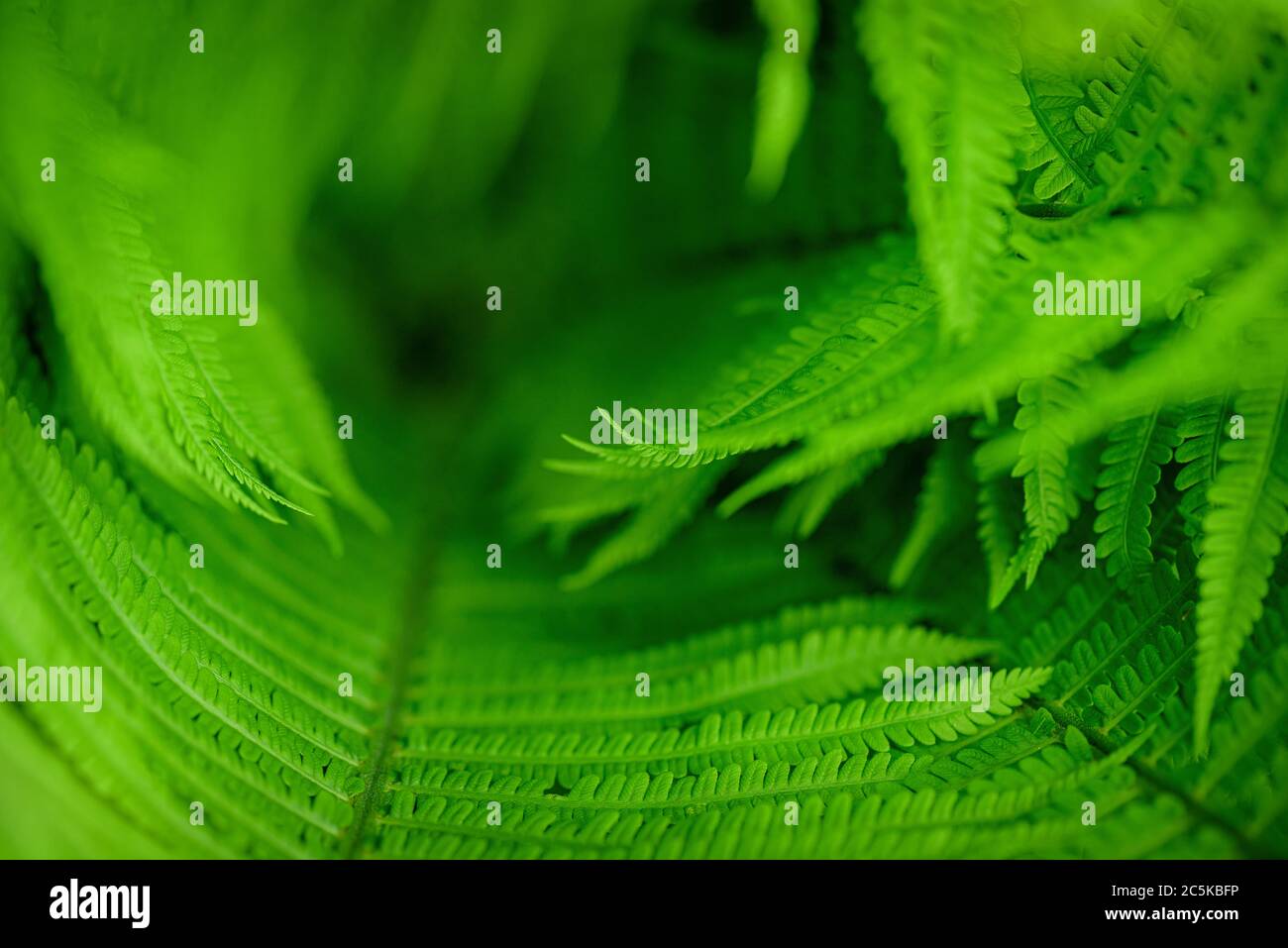 Wildlife concept. Green Leaf Fern. Ecology concept. Symbol Wildlife ...
