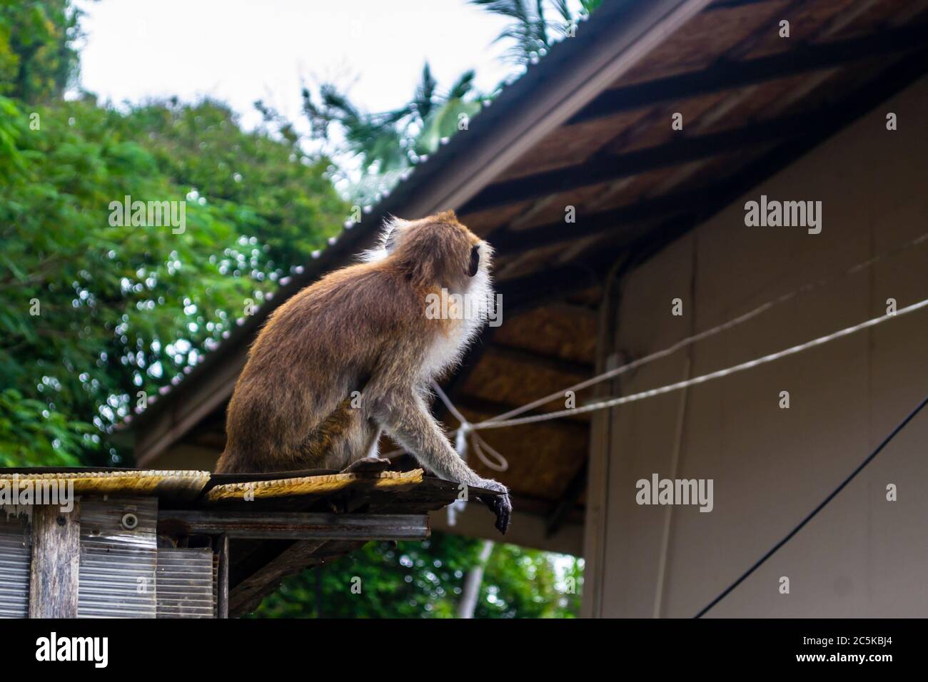 Feral macaque hi-res stock photography and images - Alamy