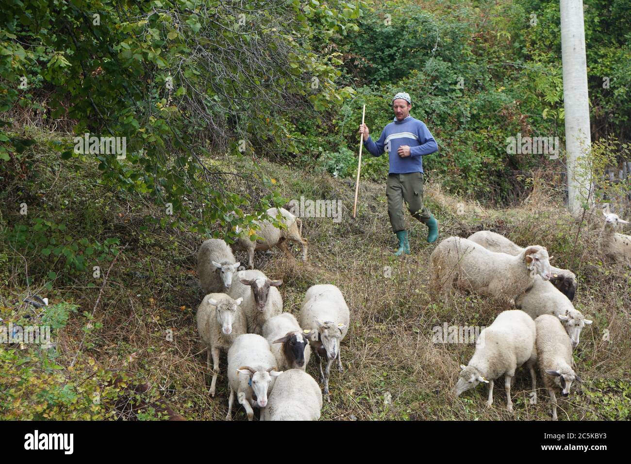 Agriculture concept. Shepherd with sheep on the field in mountains ...