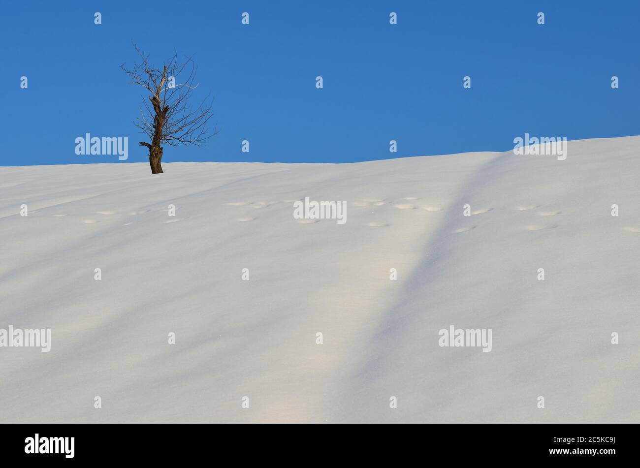 Lonely dead tree on a snowy hill and footprints on snow surface Stock ...