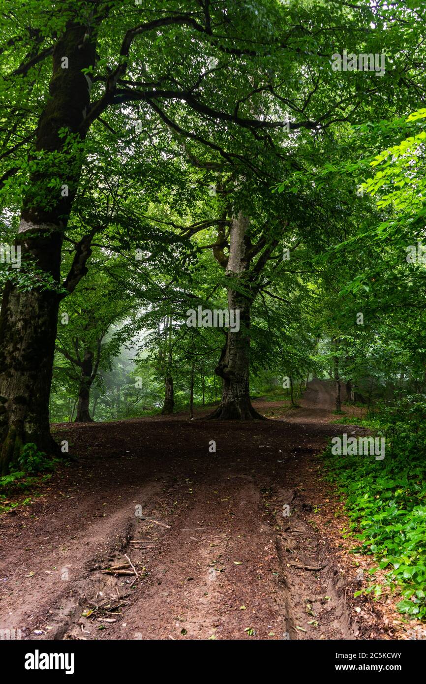 The road in Sabaduri forest, the recreation area close to Tbilisi city ...