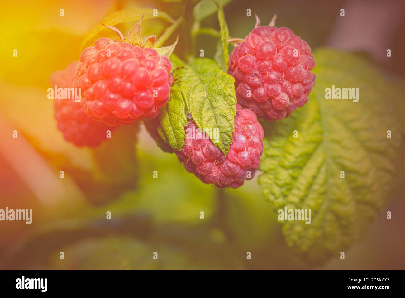 Raspberries in the sun. Photo of ripe raspberries on a branch ...