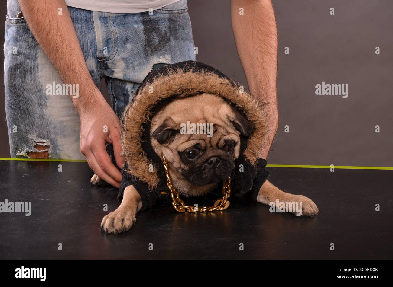 Young boy holding Pug dog in black jacket and golden necklace ...