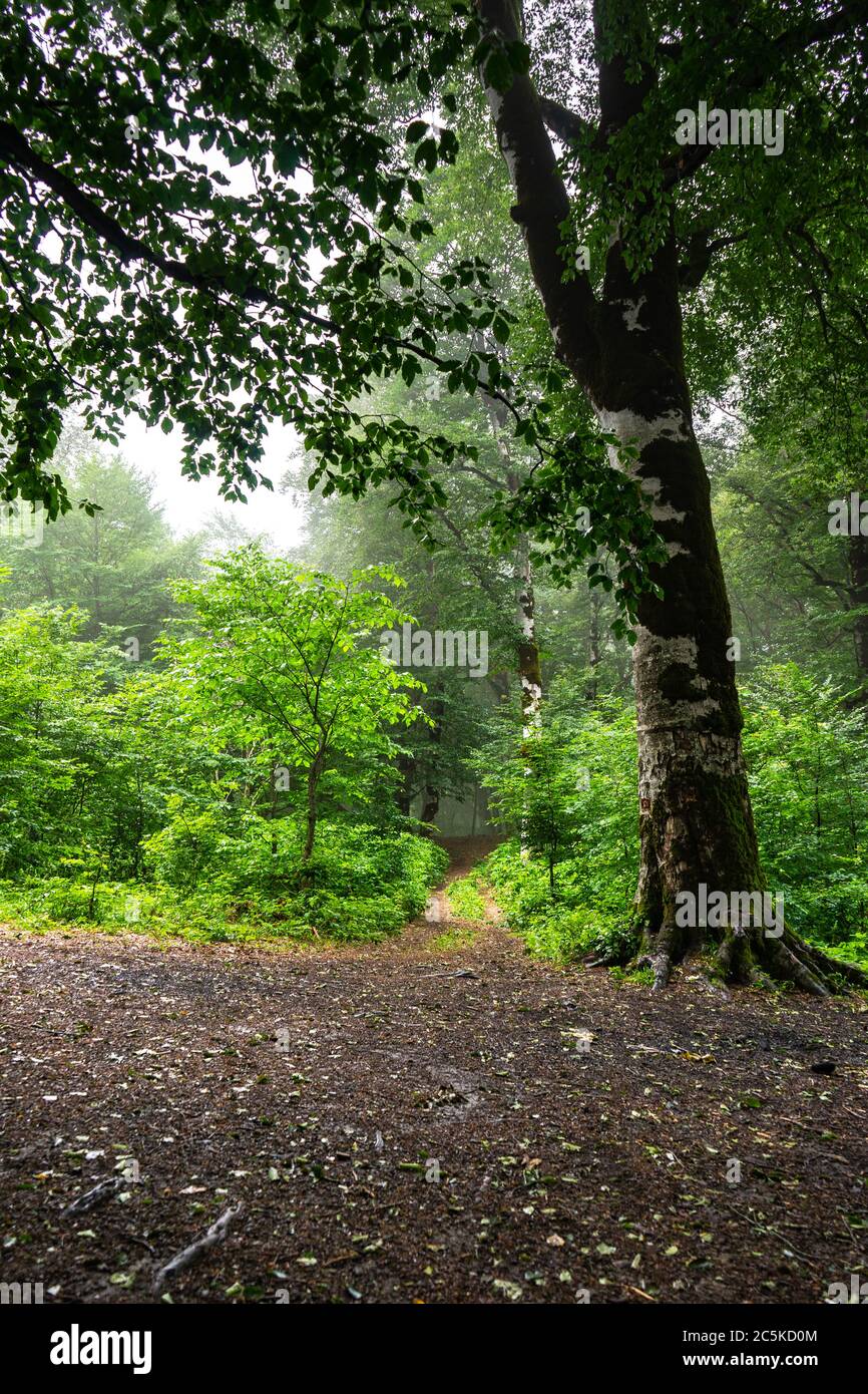 Misty morning forest landscape in famous georgian Sabaduri forest close ...
