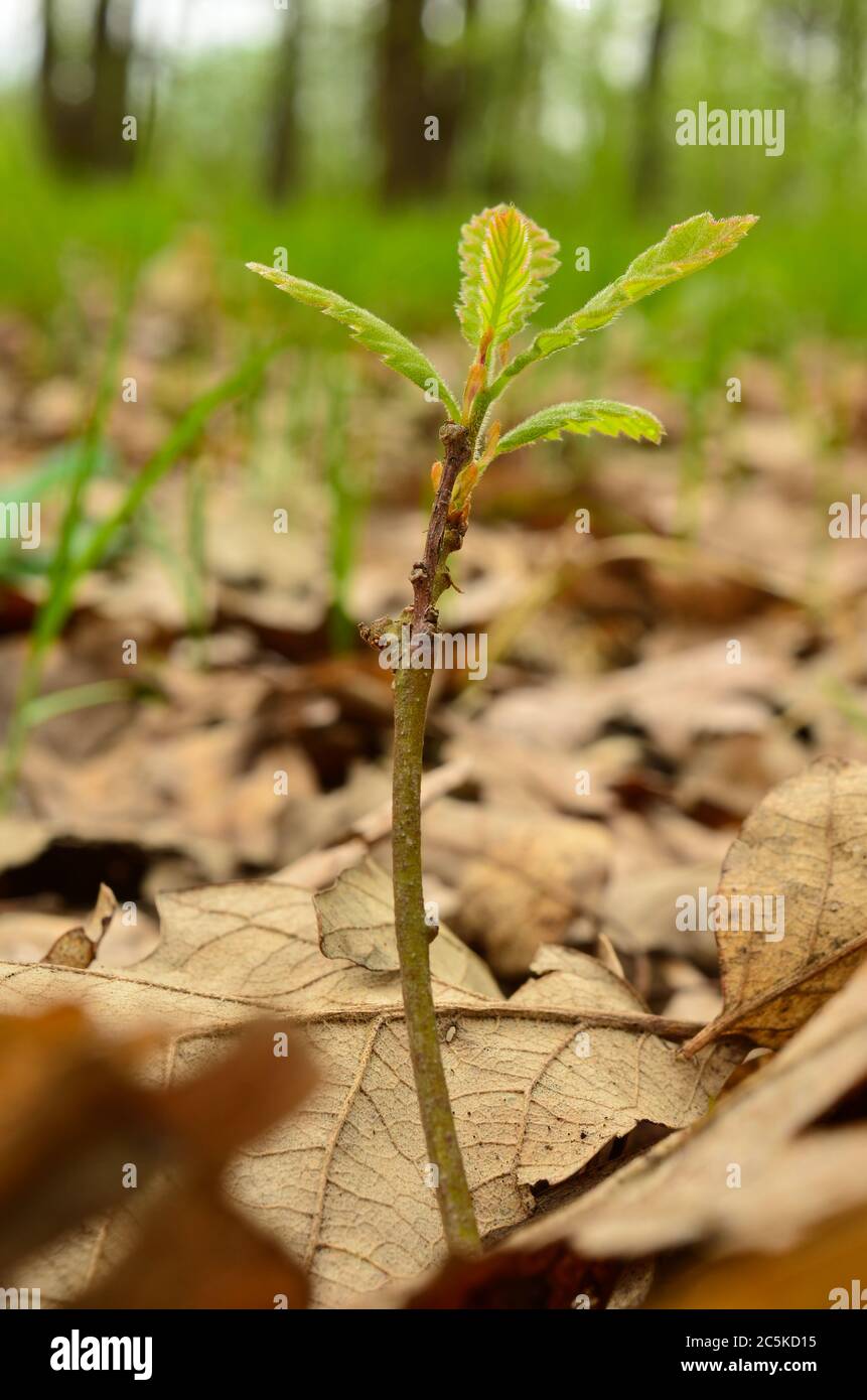 Oak sapling hi-res stock photography and images - Alamy