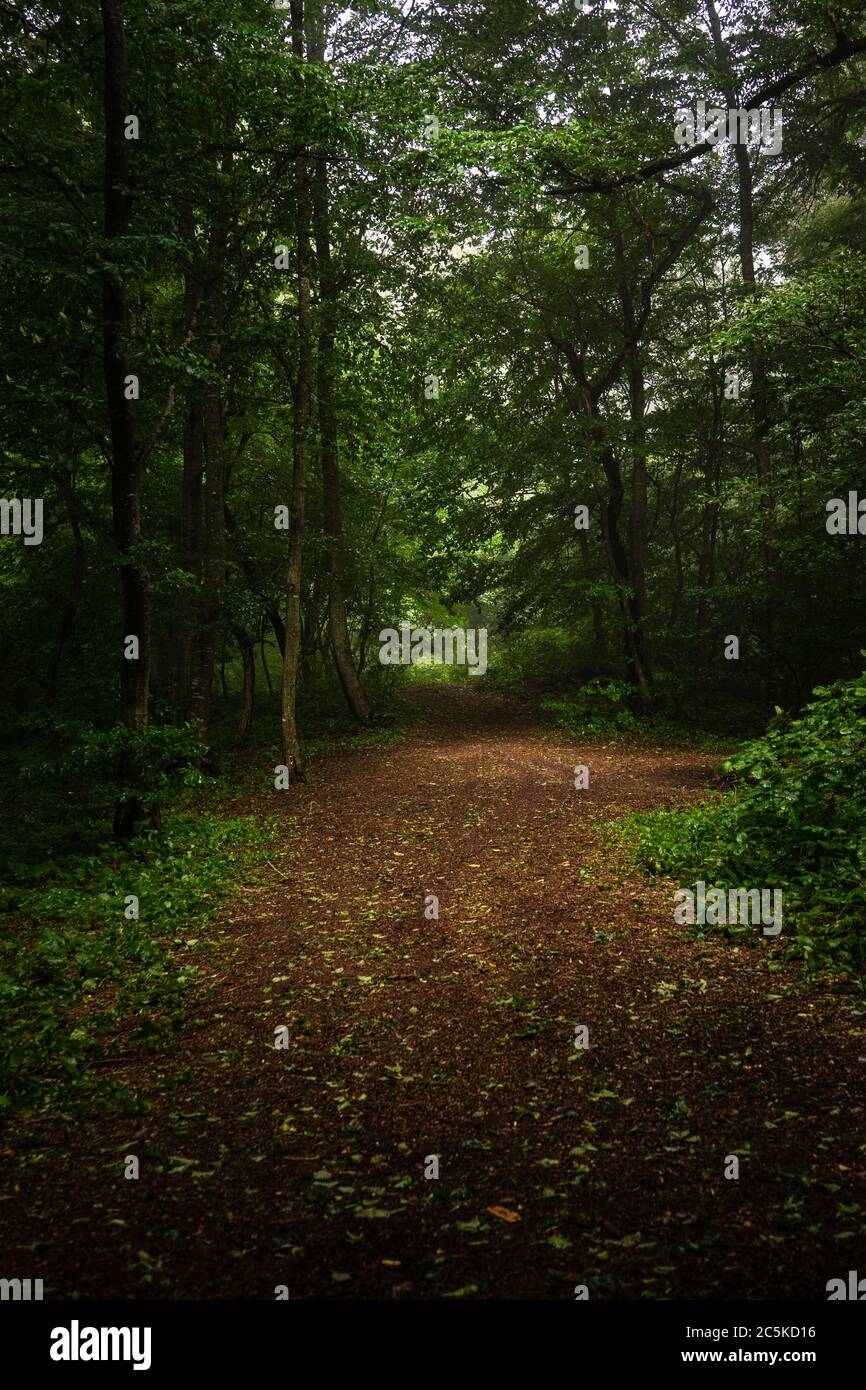 Misty morning forest landscape in famous georgian Sabaduri forest close ...