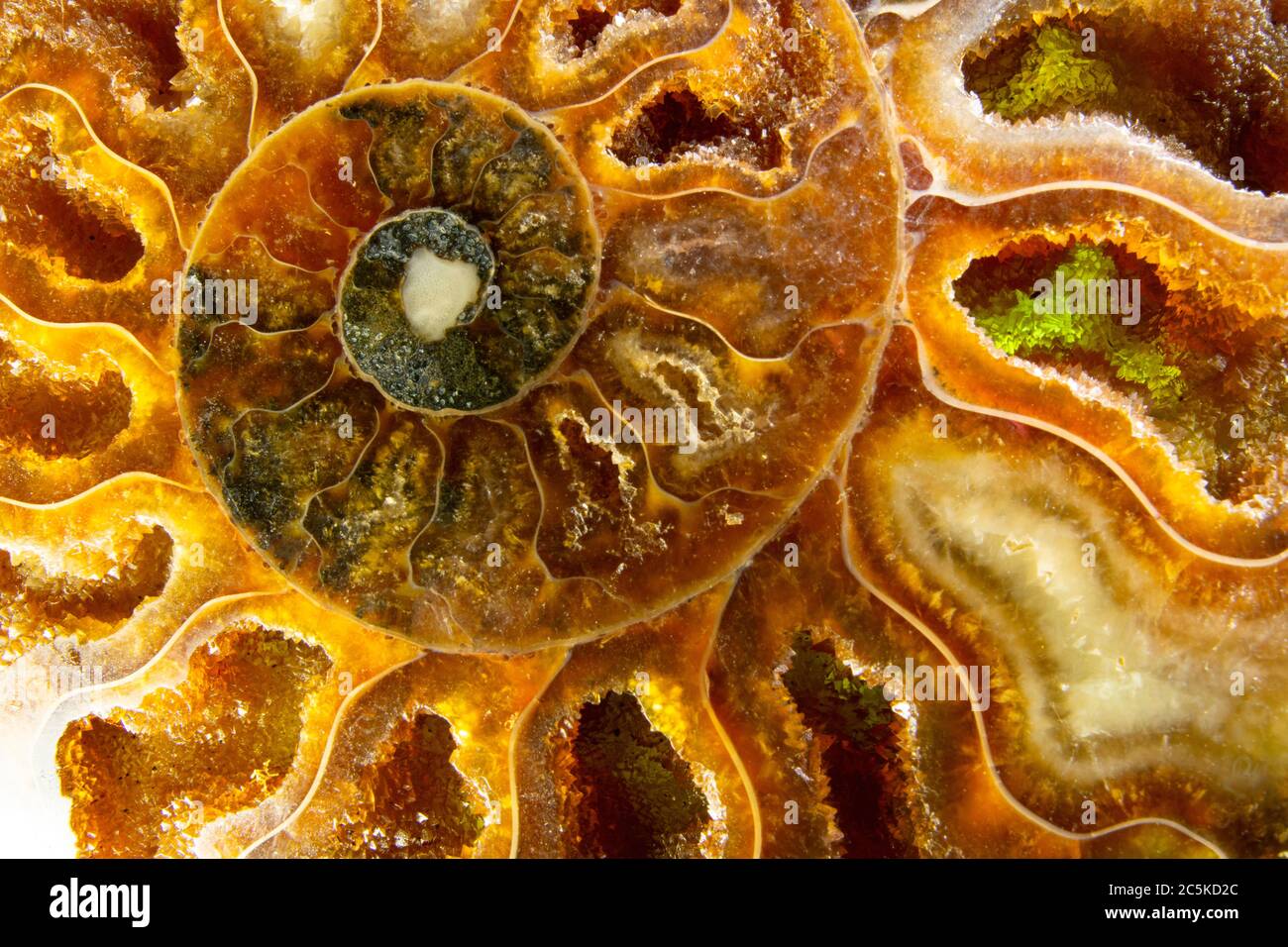 Colorful macro photo of a coiled orange ammonite fossil. I used special ...