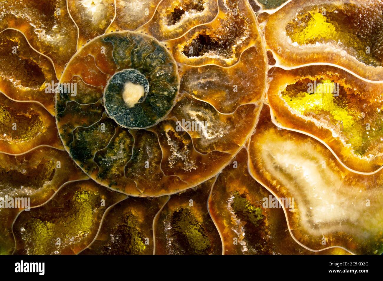 Colorful macro photo of a coiled orange ammonite fossil. I used special ...