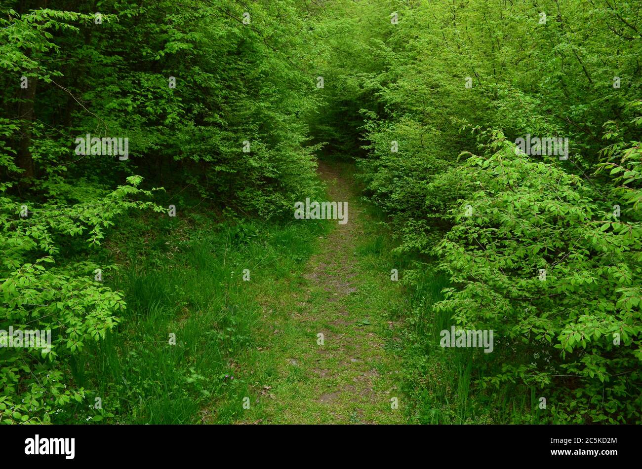 Forest footpath through young, spring forest and vegetation Stock Photo ...