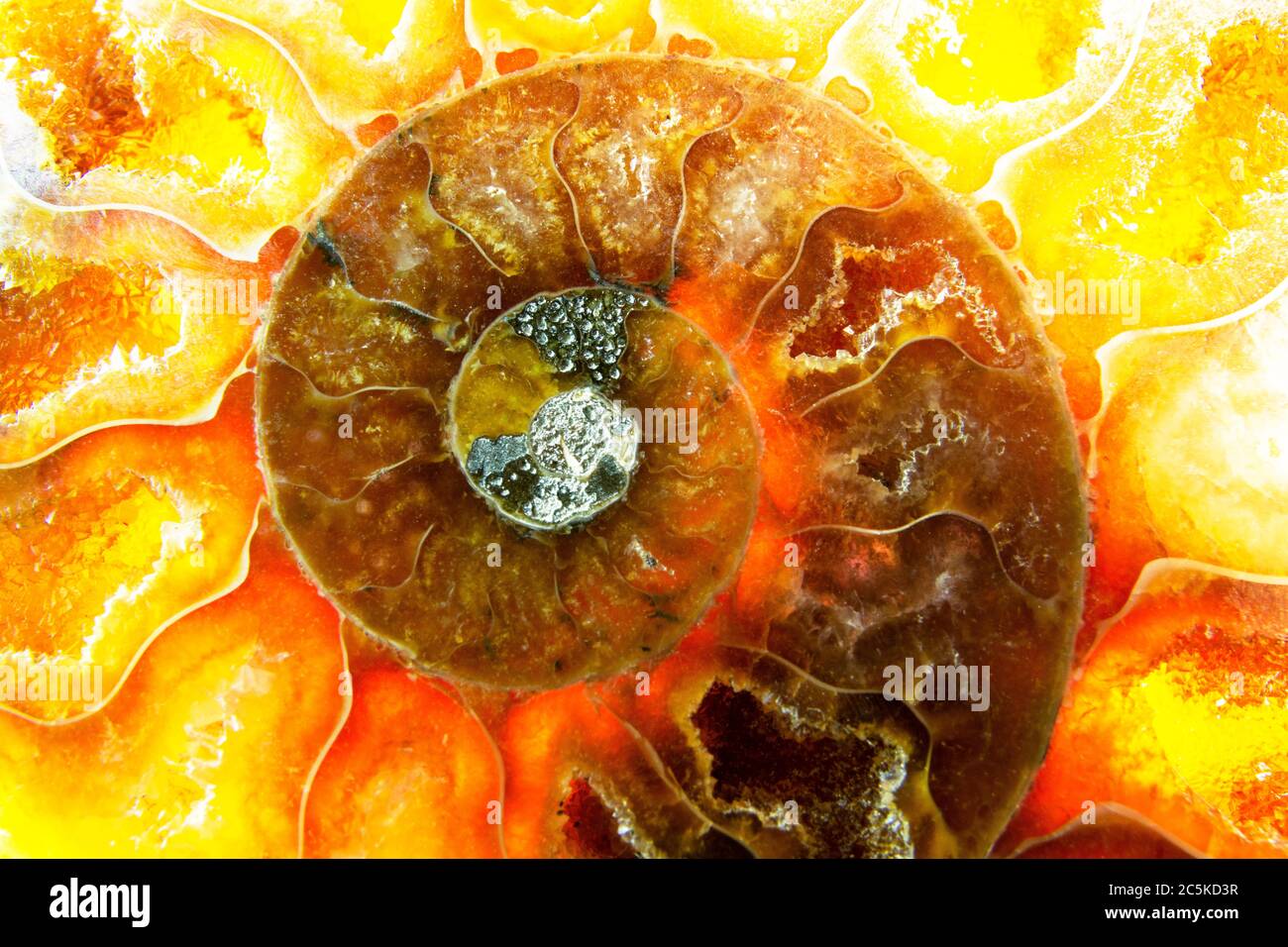 Colorful macro photo of a coiled orange ammonite fossil. I used special ...