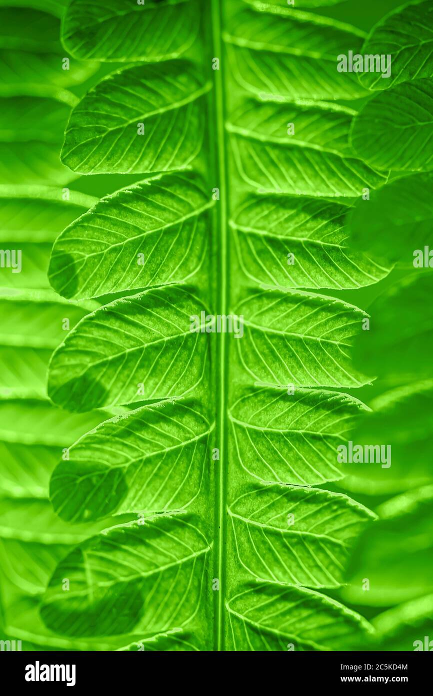 Green leaf. Green leaf of fern black background. Symbol Wildlife ...