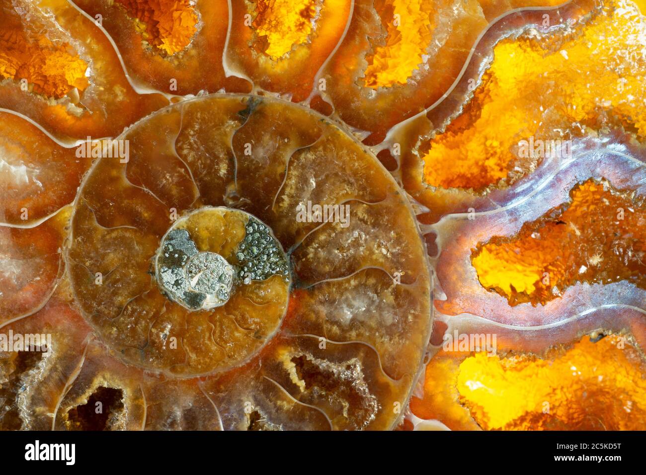 Colorful macro photo of a coiled orange ammonite fossil. I used special ...
