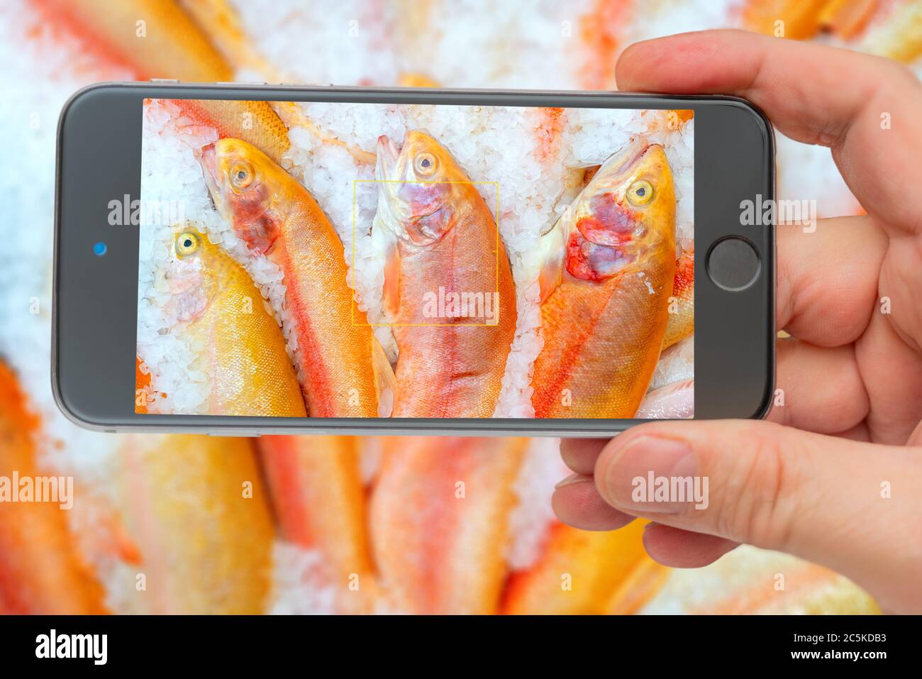 Pink trout is sold in store. Fish on ice. Photo smartphone. Smartphone ...