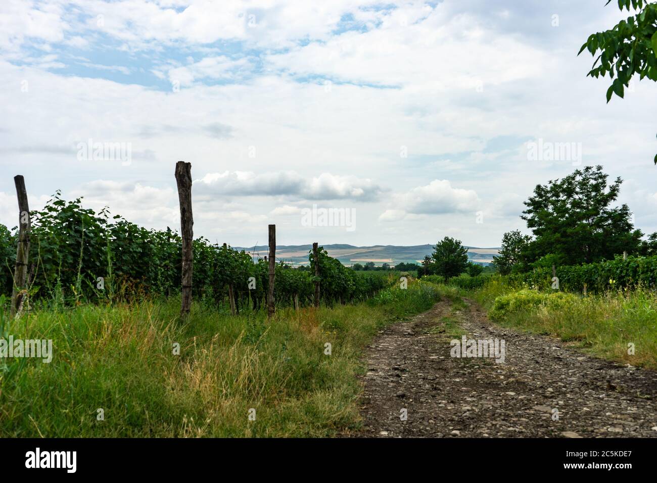 One of the vineyard in wine region of Georgia, Kakheti in raining day ...