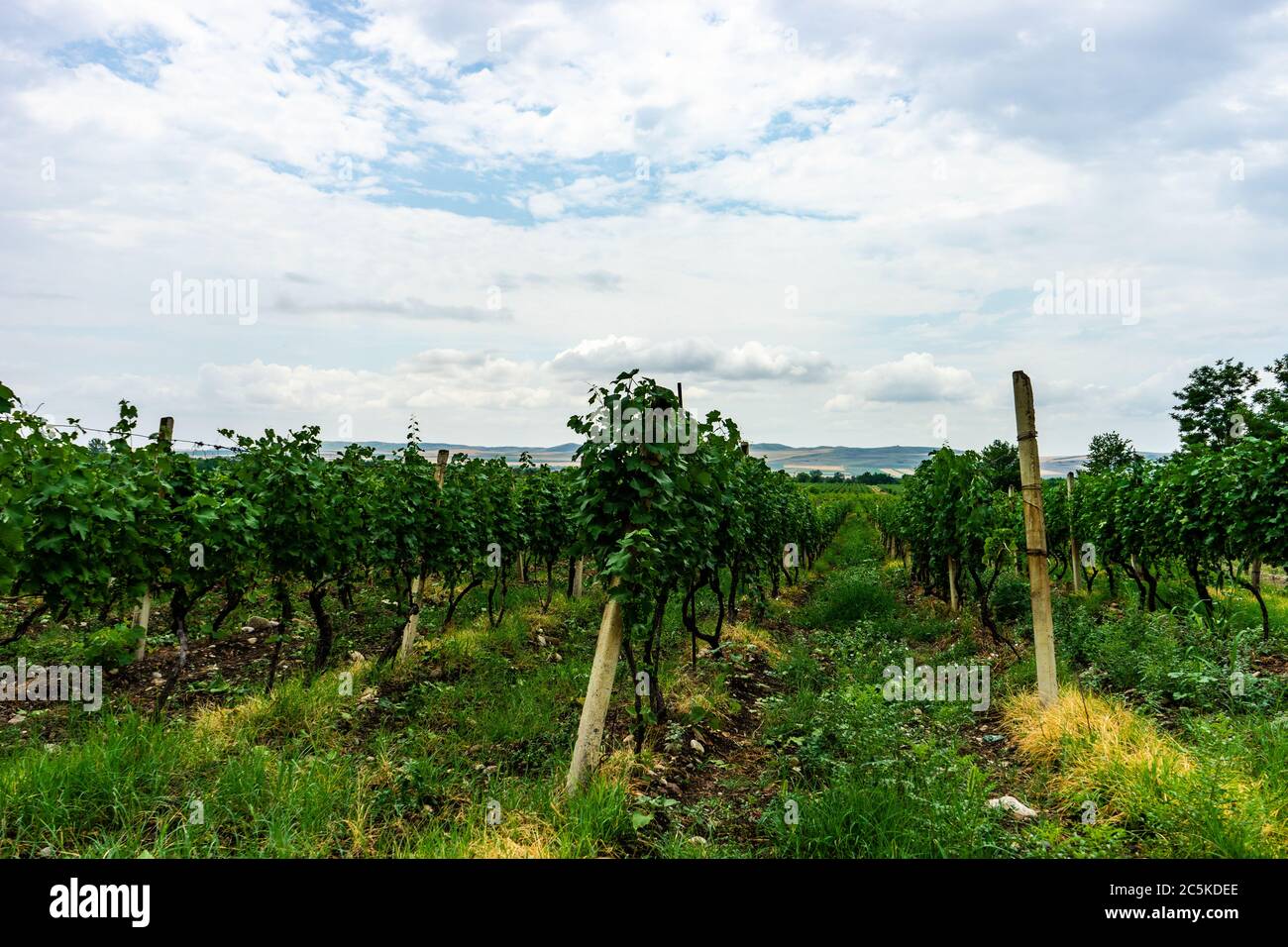 One of the vineyard in wine region of Georgia, Kakheti in raining day ...