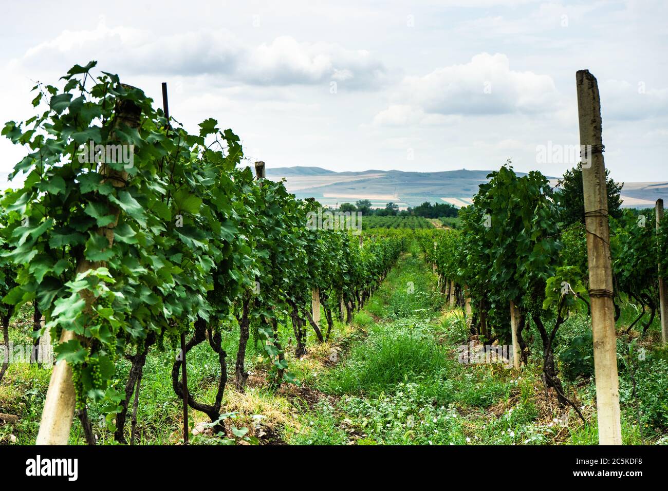 One of the vineyard in wine region of Georgia, Kakheti in raining day ...