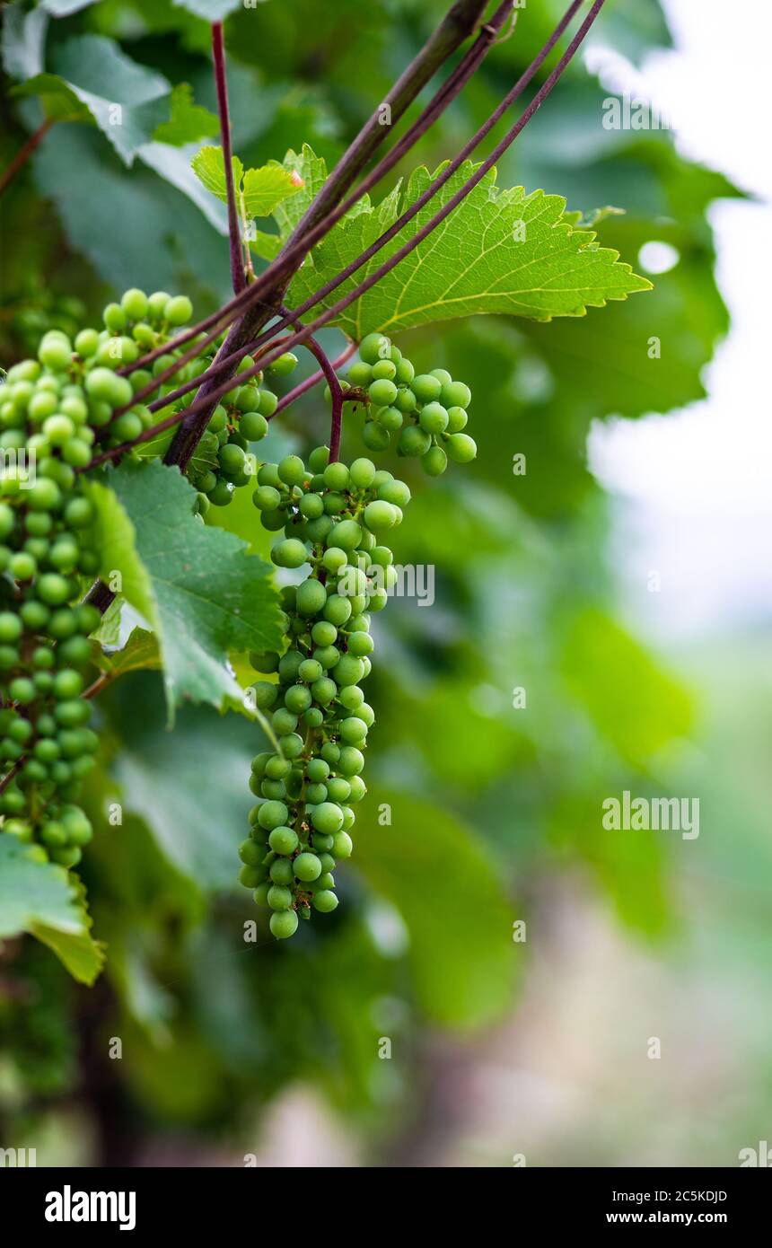 One of the vineyard in wine region of Georgia, Kakheti in raining day ...