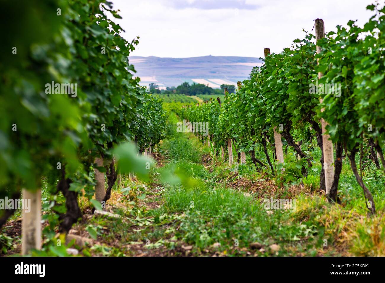 One of the vineyard in wine region of Georgia, Kakheti in raining day ...