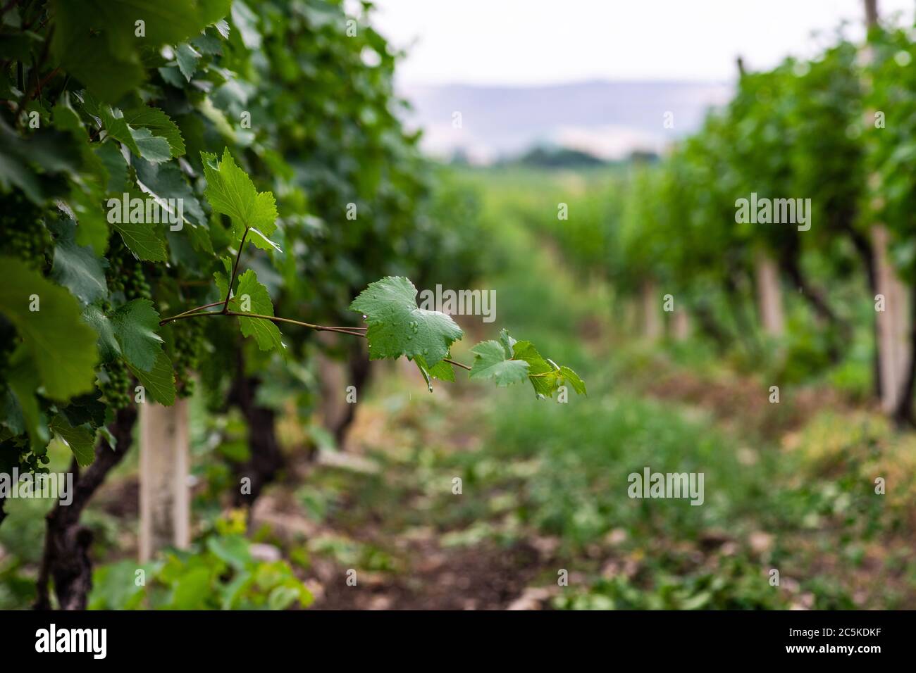 One of the vineyard in wine region of Georgia, Kakheti in raining day ...