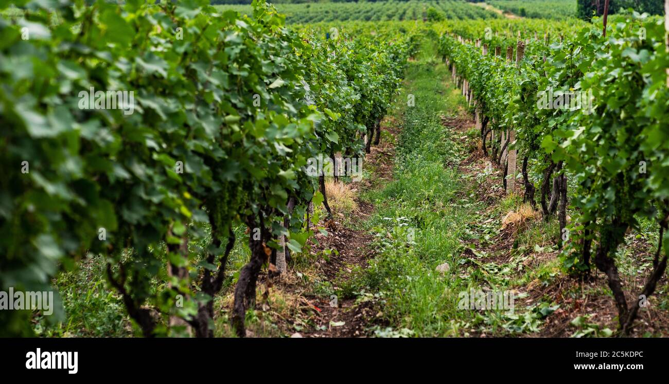 One of the vineyard in wine region of Georgia, Kakheti in raining day ...