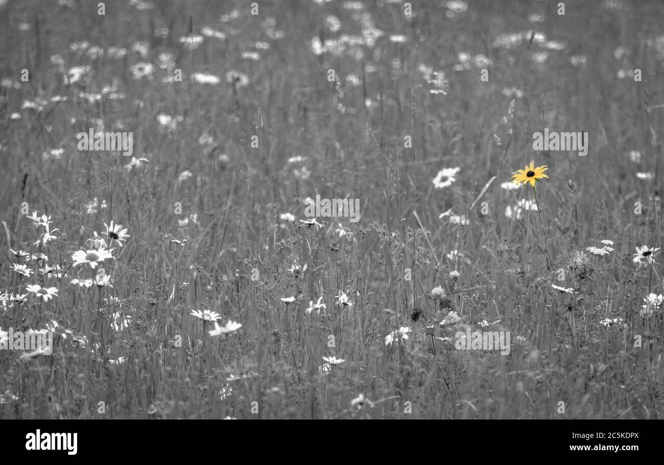 Daisy filed hi-res stock photography and images - Alamy