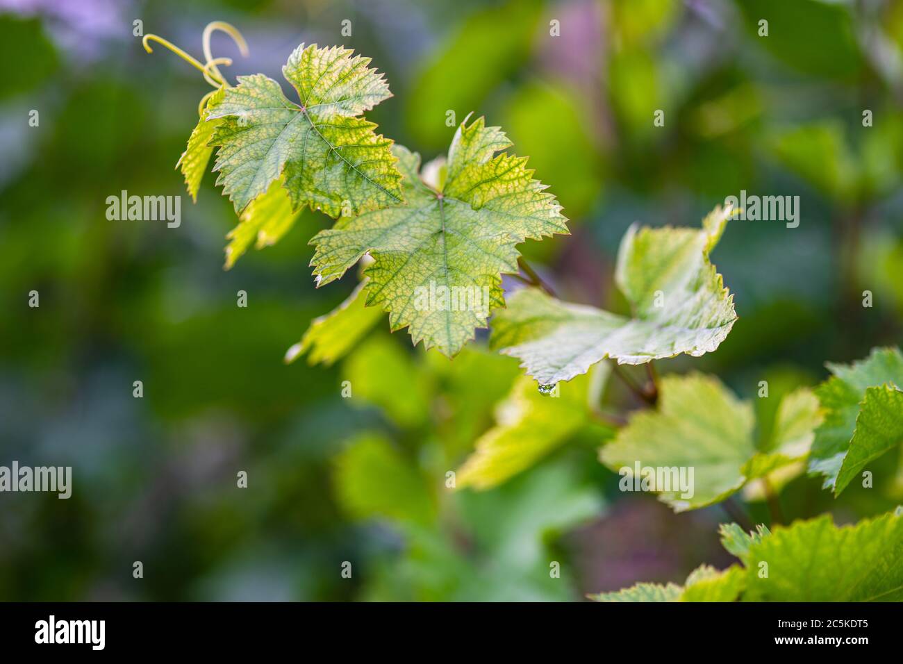 One of the vineyard in wine region of Georgia, Kakheti in raining day ...