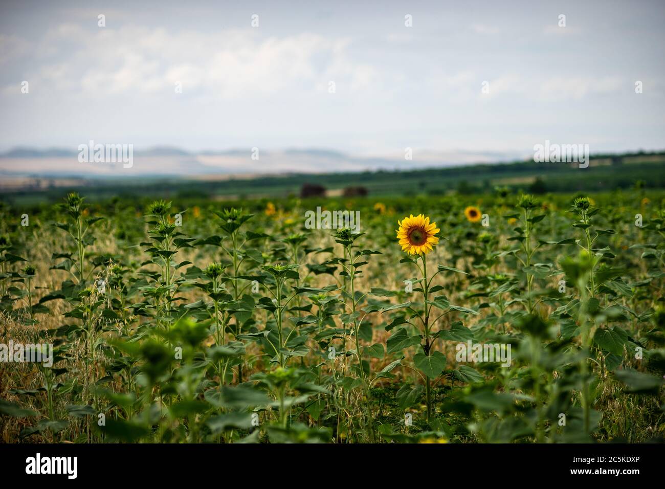 Georgia sunflowers hi-res stock photography and images - Alamy