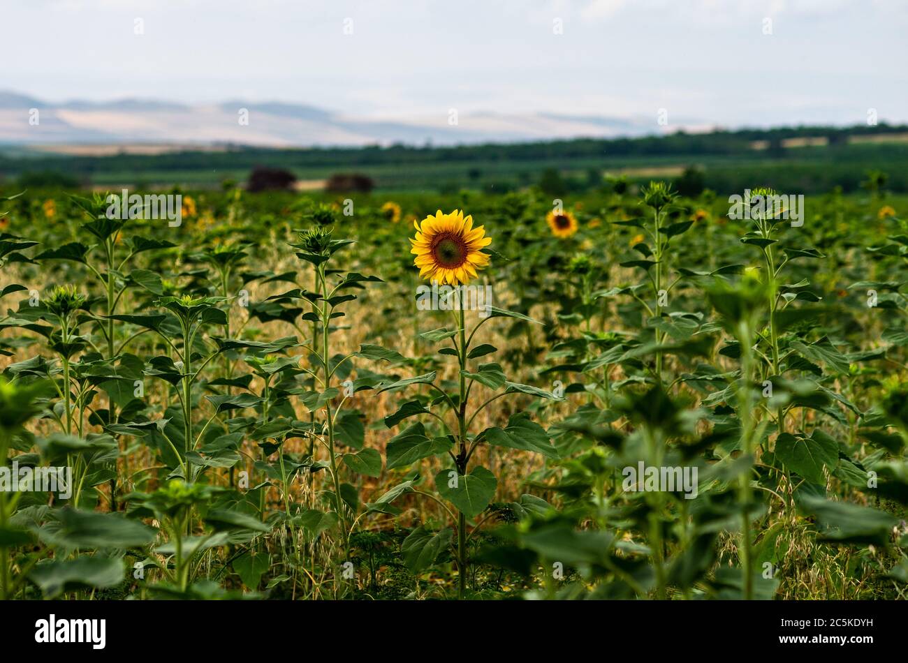 Georgia sunflowers hi-res stock photography and images - Alamy
