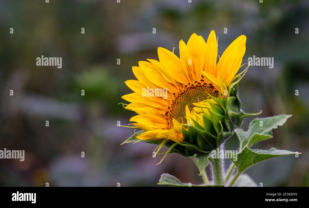 Georgia sunflowers hi-res stock photography and images - Alamy