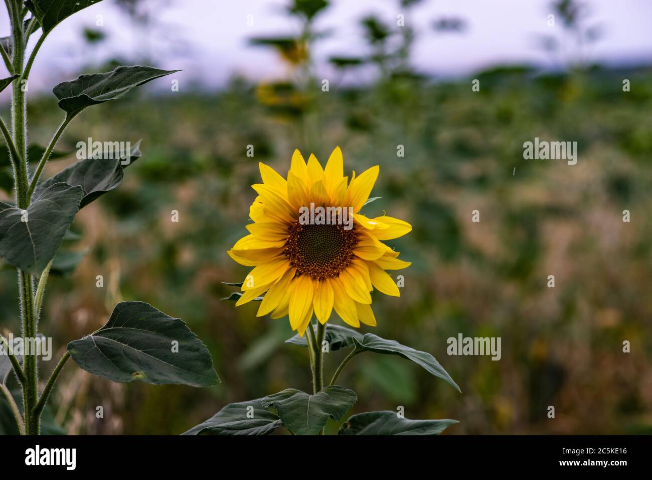 Georgia sunflowers hi-res stock photography and images - Alamy