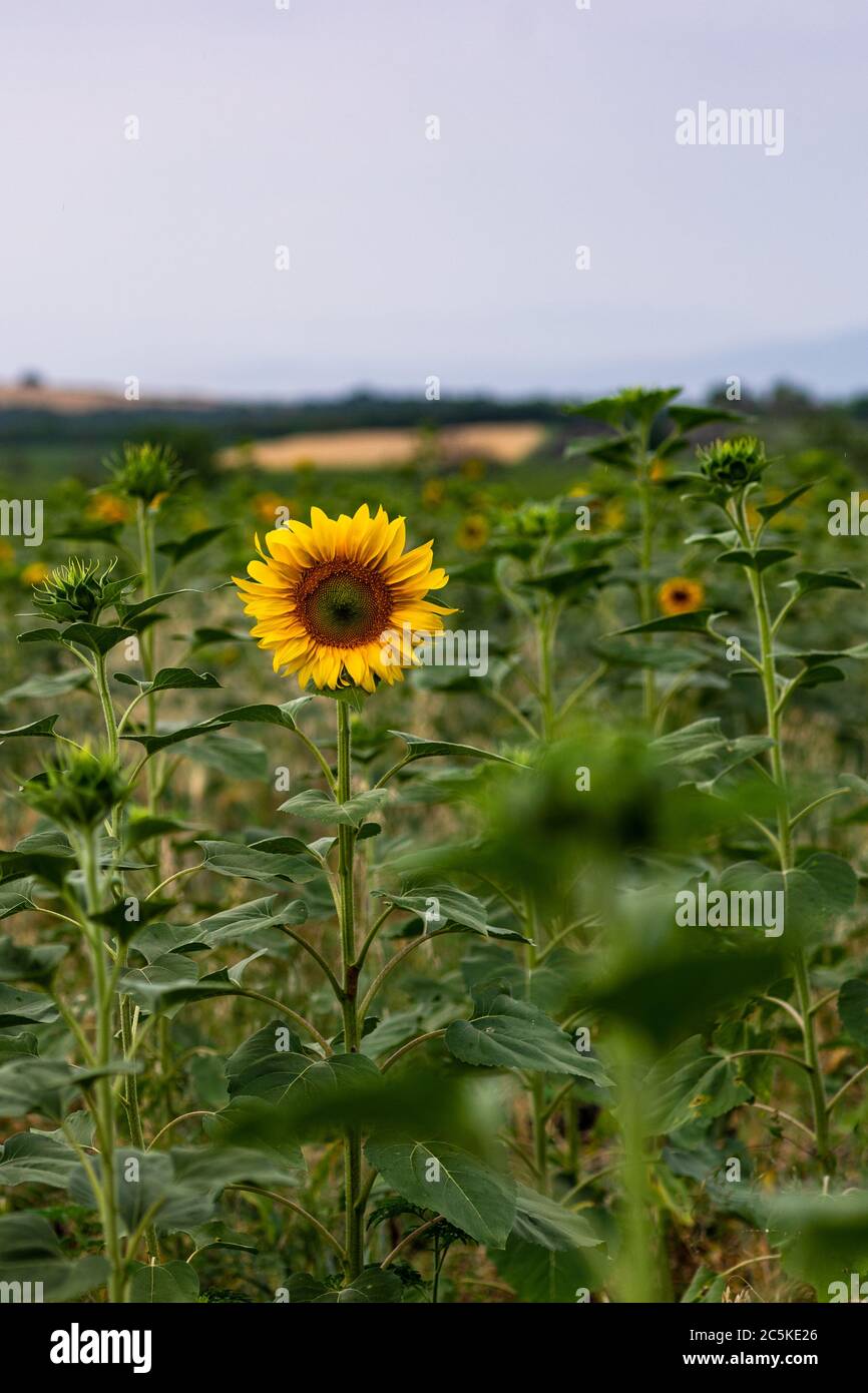Georgia sunflowers hi-res stock photography and images - Alamy