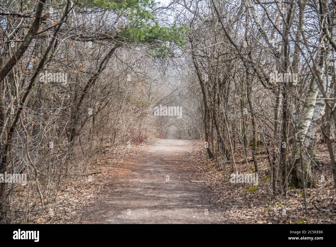 Alley in forest in spring time, Canada Stock Photo - Alamy