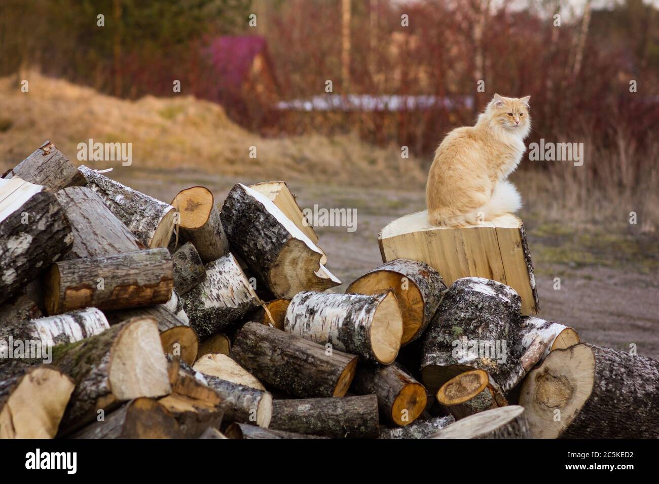 Red fluffy cat on trees cut for firewood is looking in the distance ...