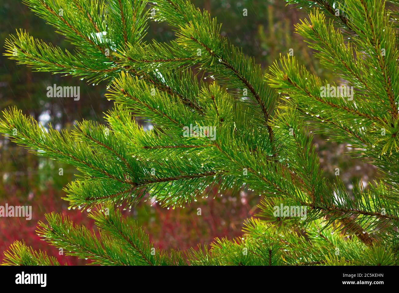 pine branches on the background of pines.pine branches in the rain ...