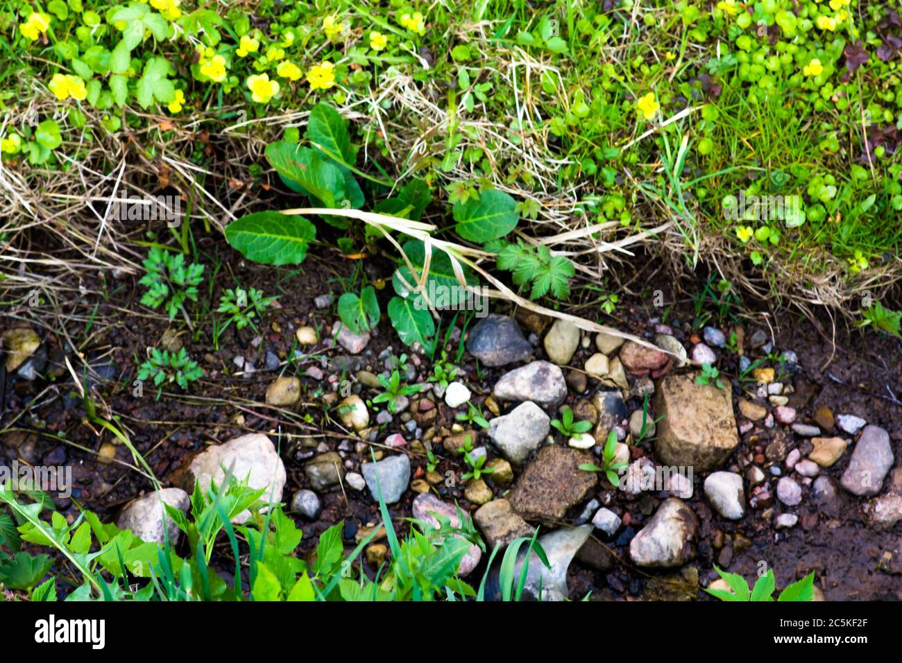 dried stream bed with stones at the bottom and plants. flowering shores ...