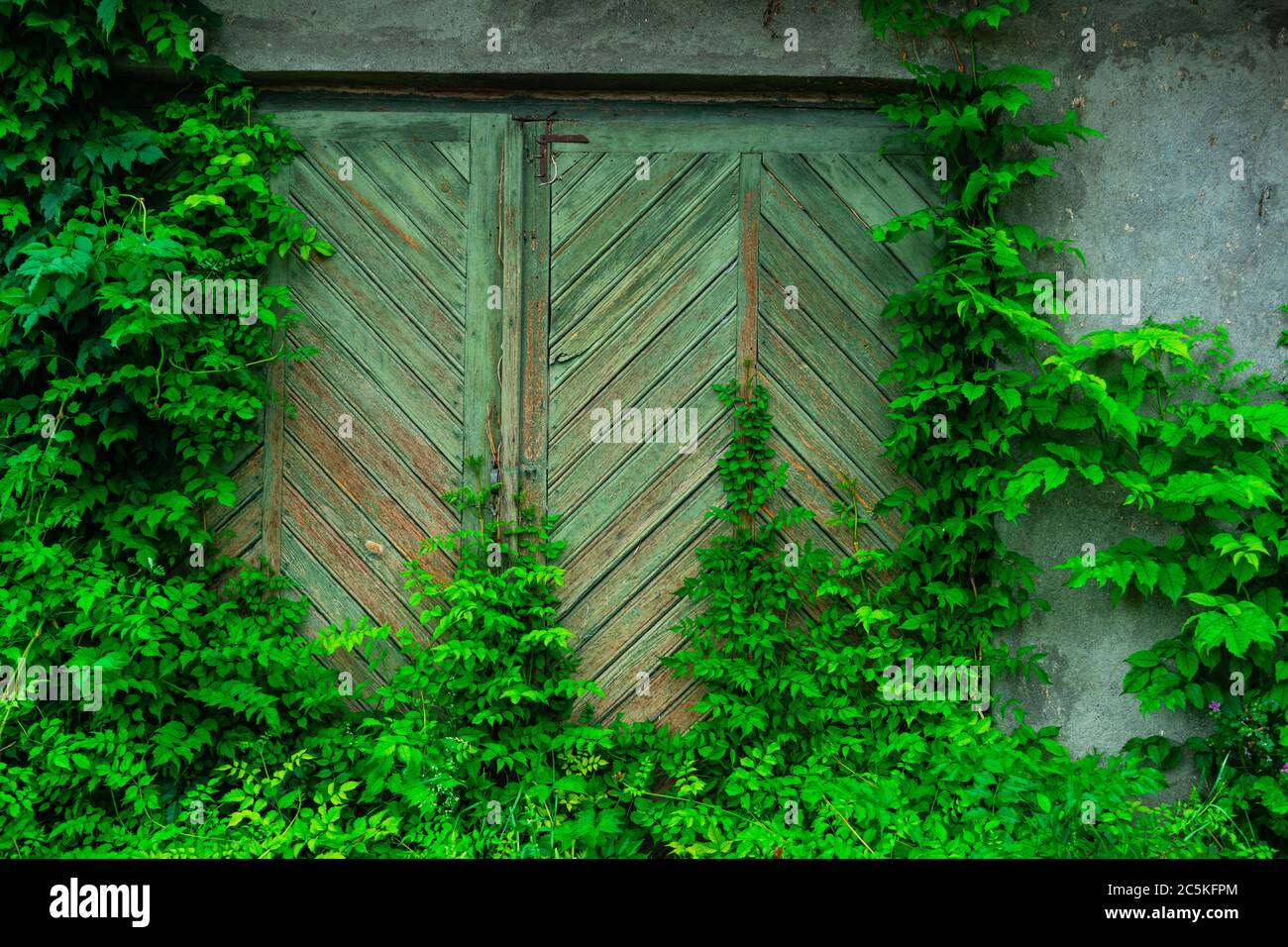 Old gate covered with green leaves of ivy plant in Old town of ...