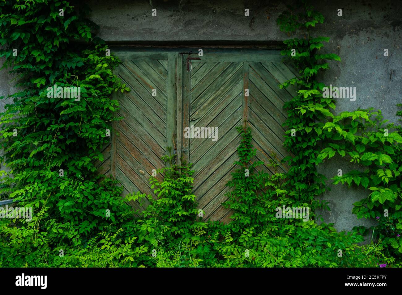 Old gate covered with green leaves of ivy plant in Old town of ...