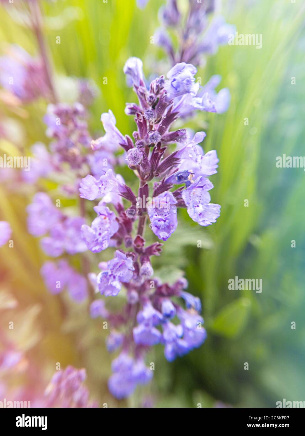 Lavender card hi-res stock photography and images - Alamy