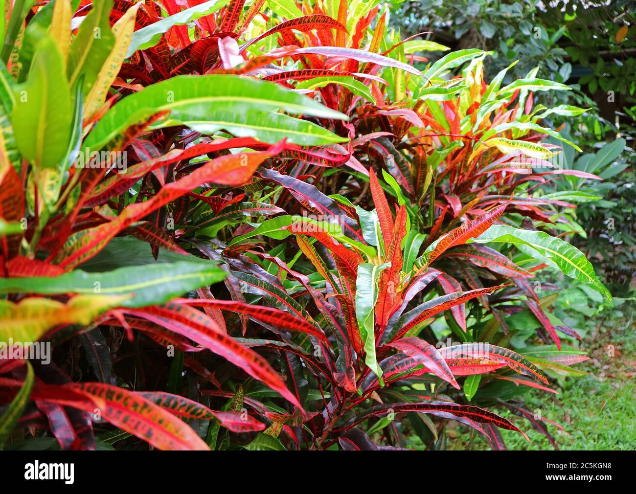 Croton leaf hi-res stock photography and images - Alamy