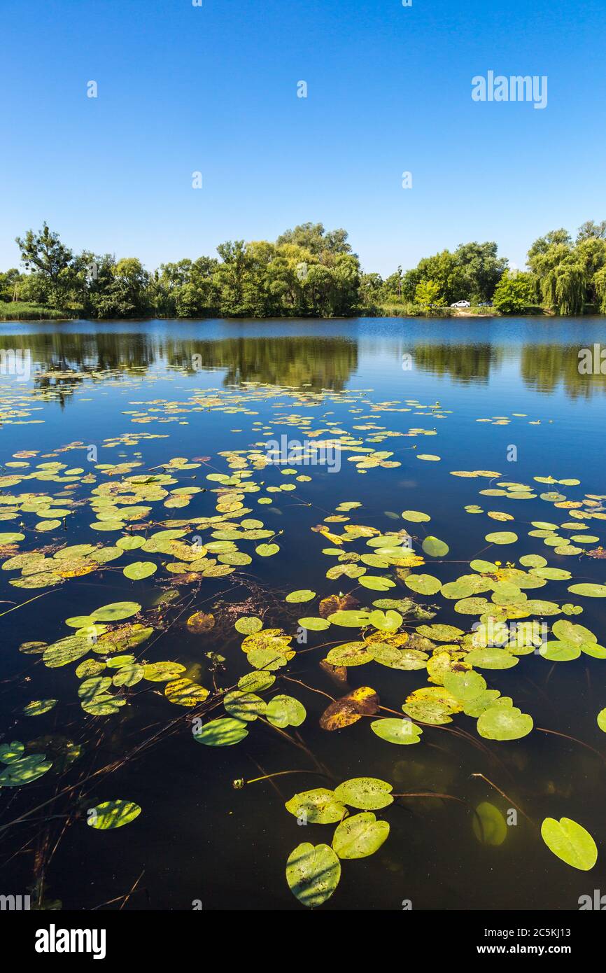 Calm pond and water plants in a beautiful summer day Stock Photo - Alamy