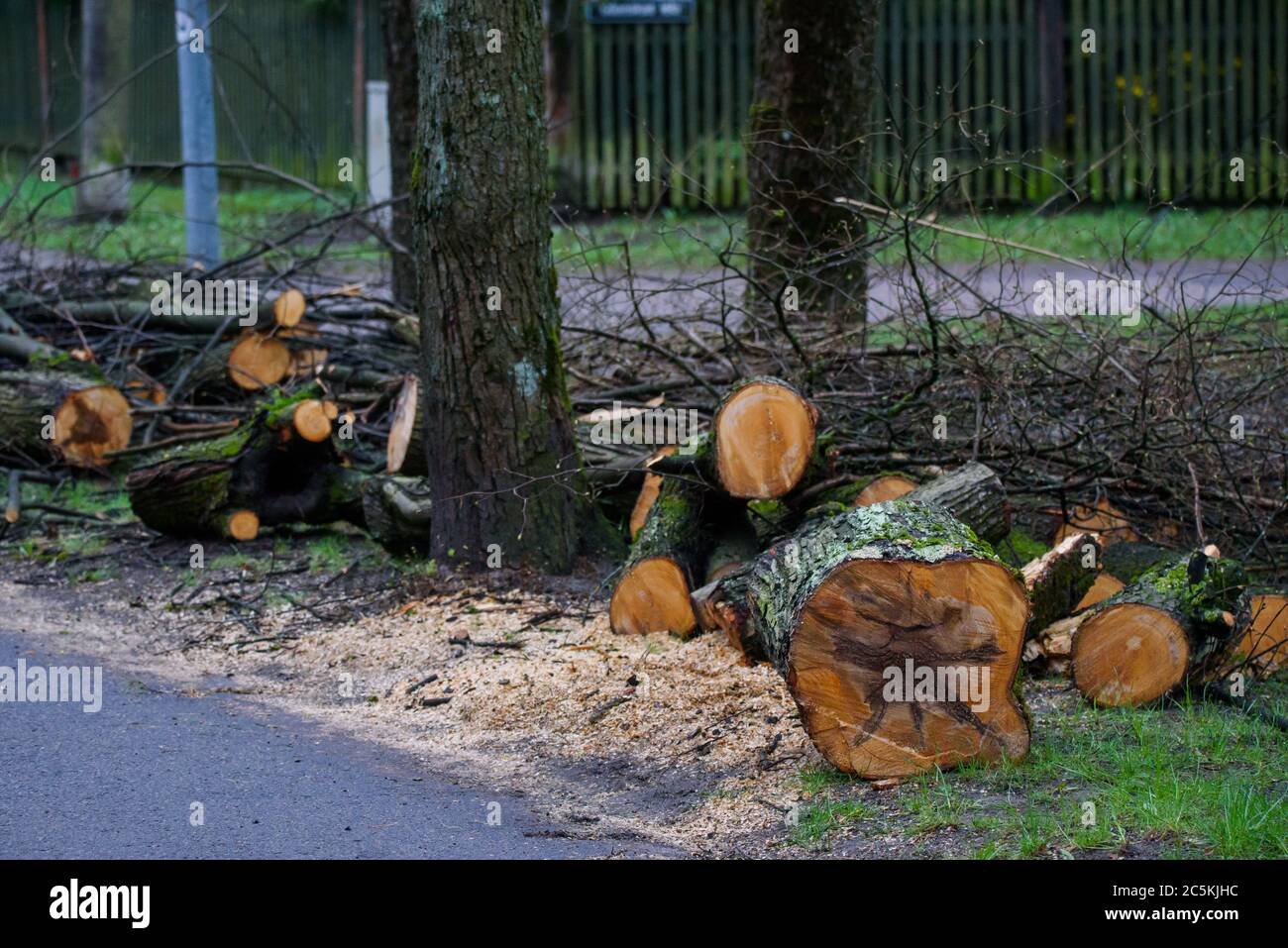 Tree on the street hi-res stock photography and images - Alamy