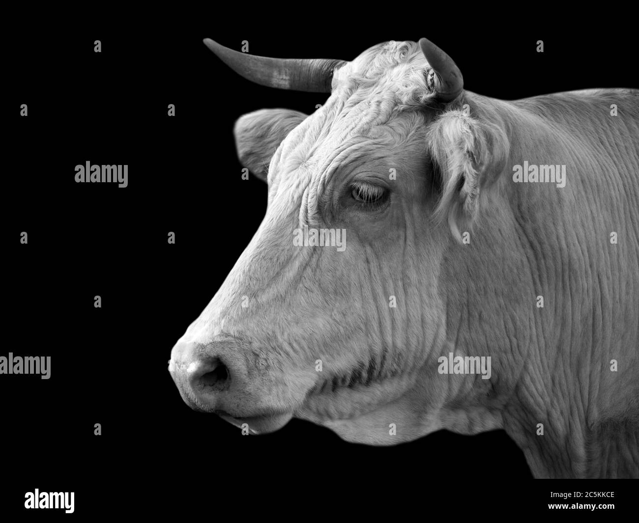 Bos Female Face High Resolution Stock Photography and Images - Alamy