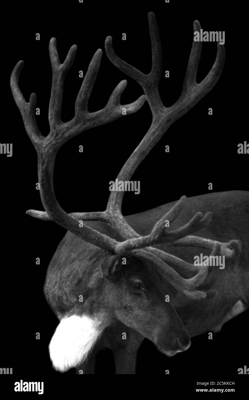 Caribou Head High Resolution Stock Photography and Images - Alamy