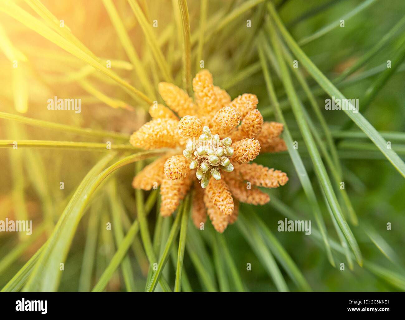 Macro photo of fir tree cone with sunlight. Top view Stock Photo - Alamy