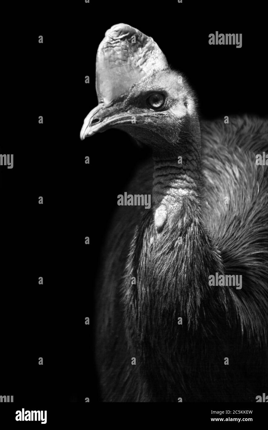One Wattled Cassowary High Resolution Stock Photography and Images - Alamy