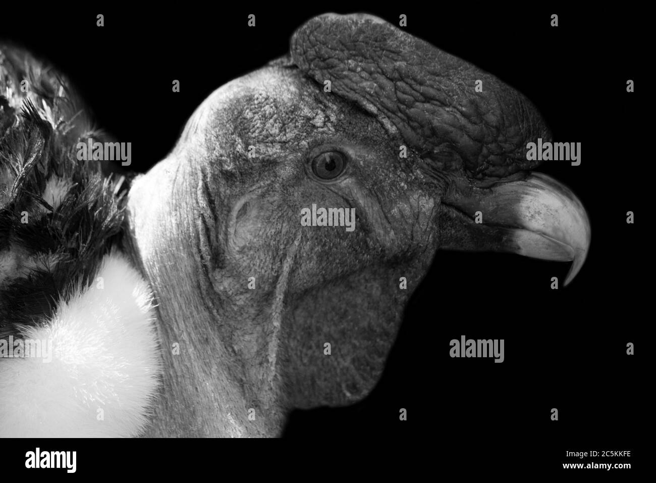 Andean Condor Wingspan High Resolution Stock Photography and Images - Alamy