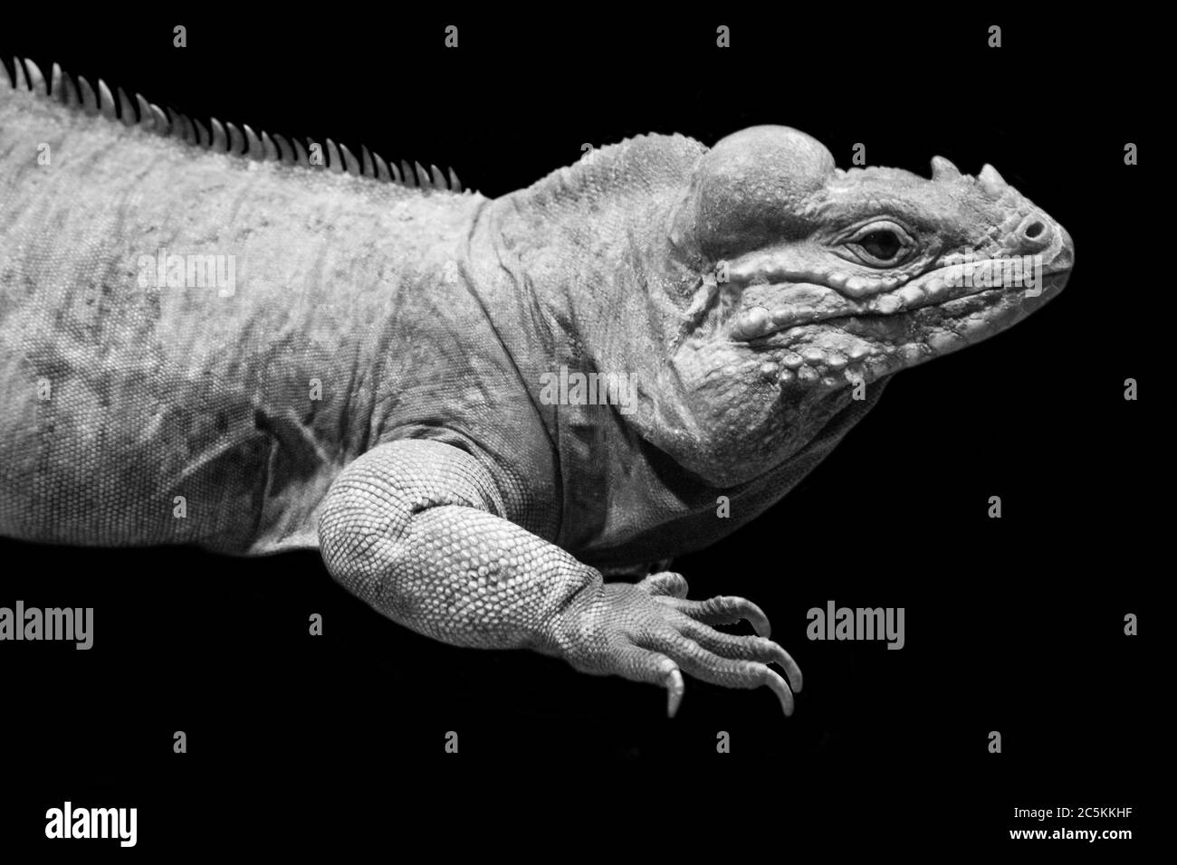 Lateral View Of Lizard Head High Resolution Stock Photography and ...